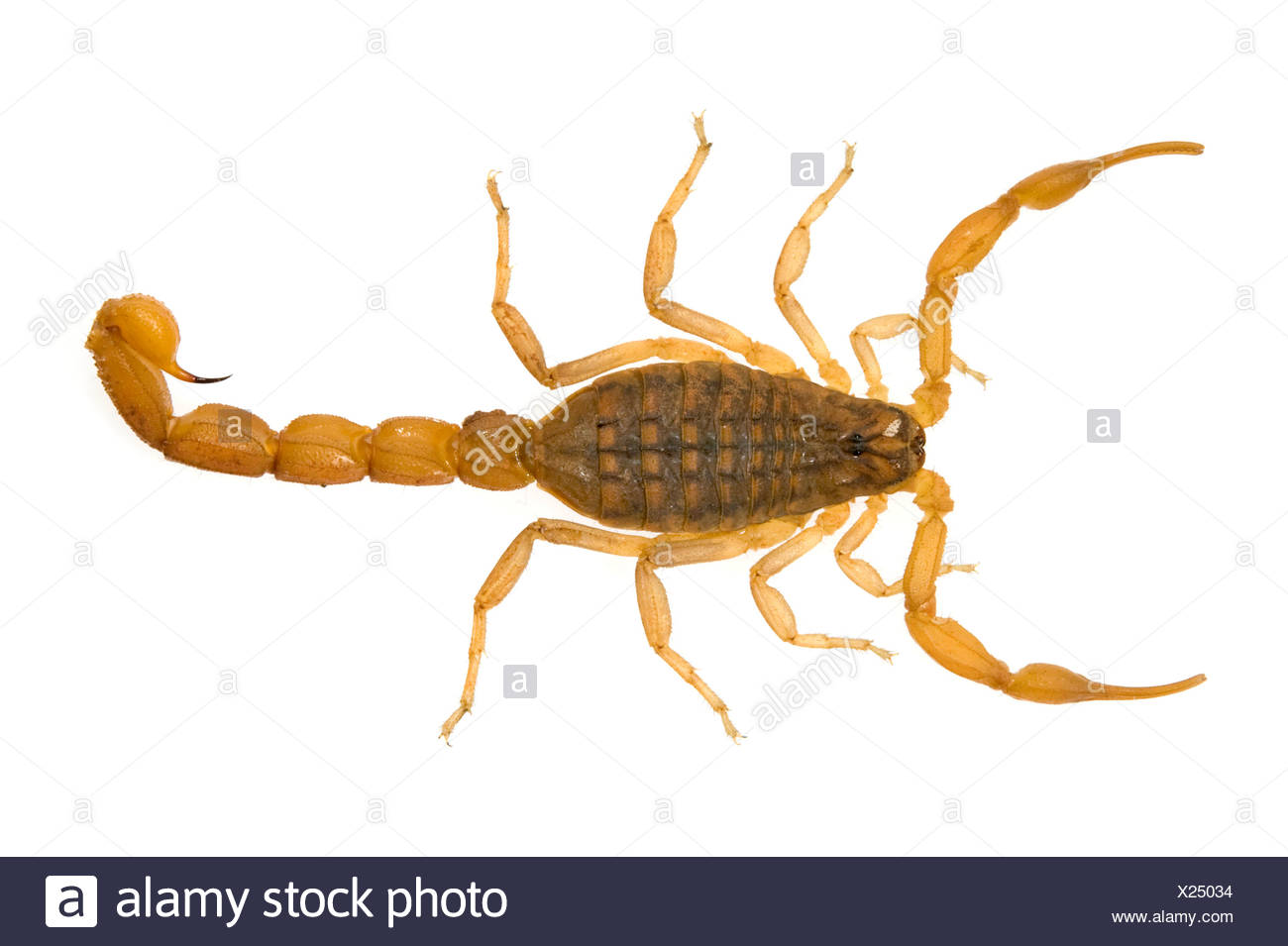 Mesobuthus Gibbosus High Resolution Stock Photography and Images - Alamy