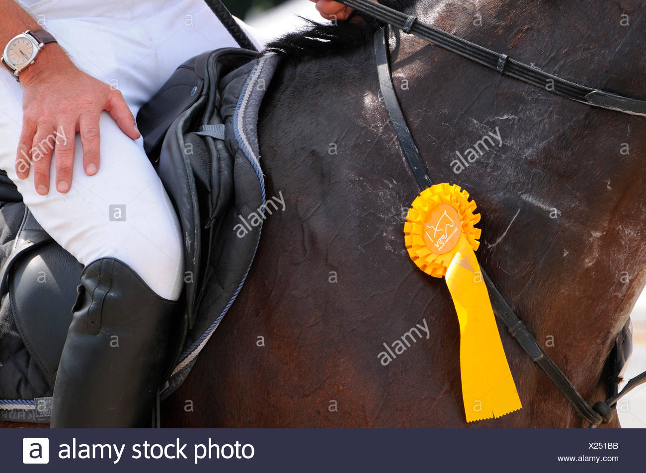 Horse Riding Rosette High Resolution Stock Photography and Images - Alamy