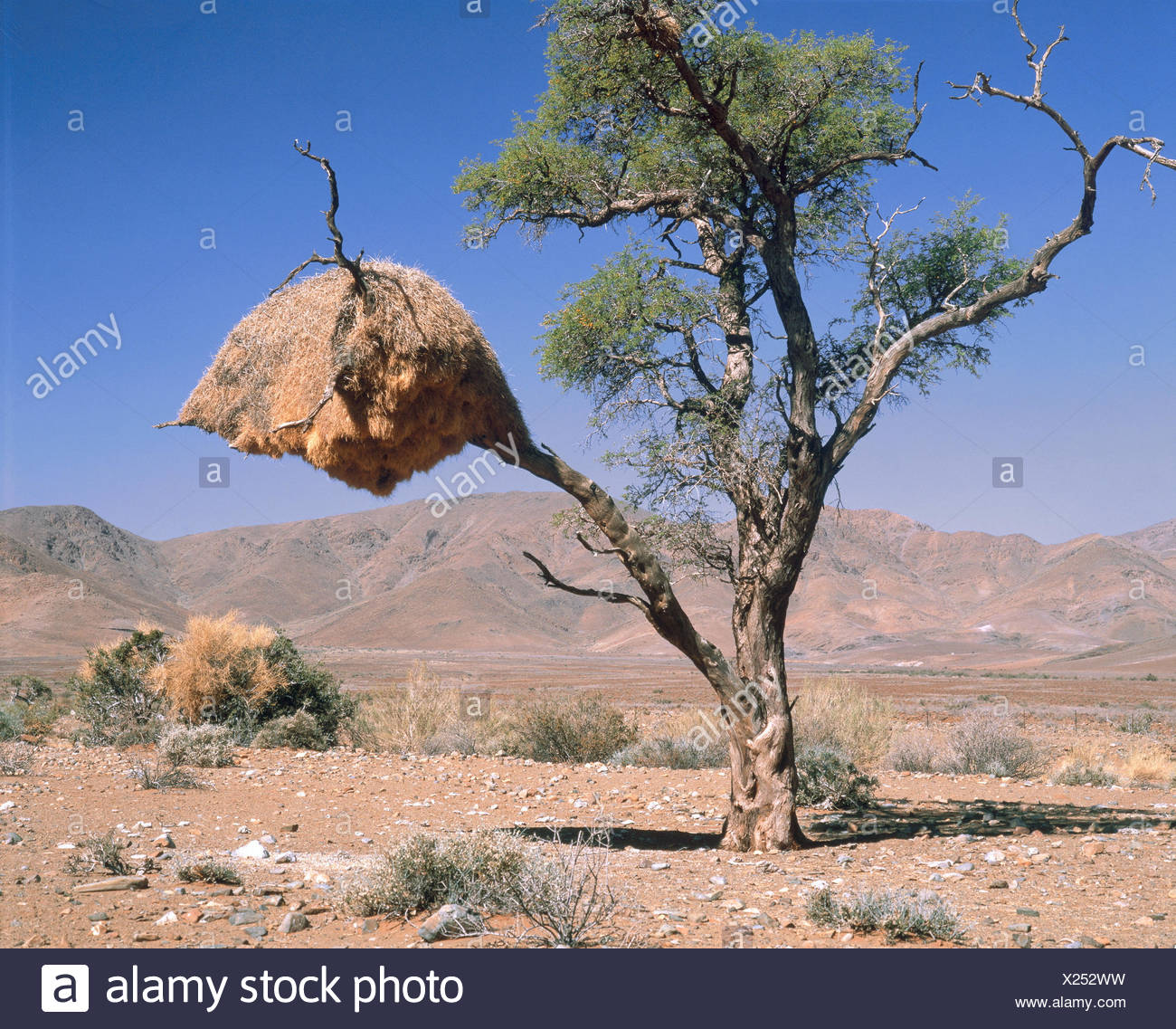 Webervogel High Resolution Stock Photography and Images - Alamy