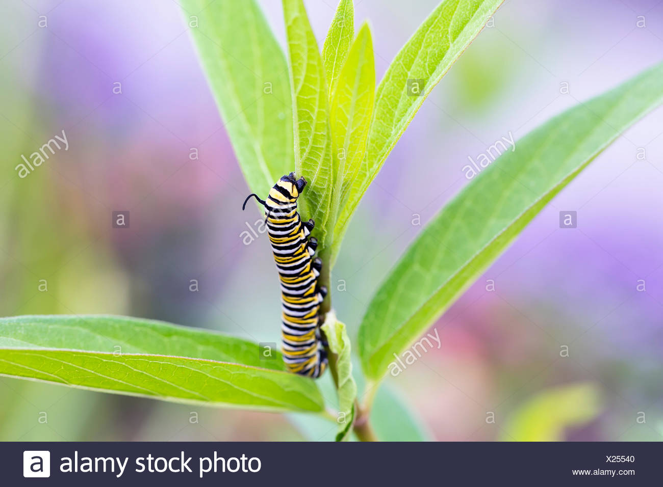 Monarch Butterfly Caterpillars High Resolution Stock Photography and Images - Alamy