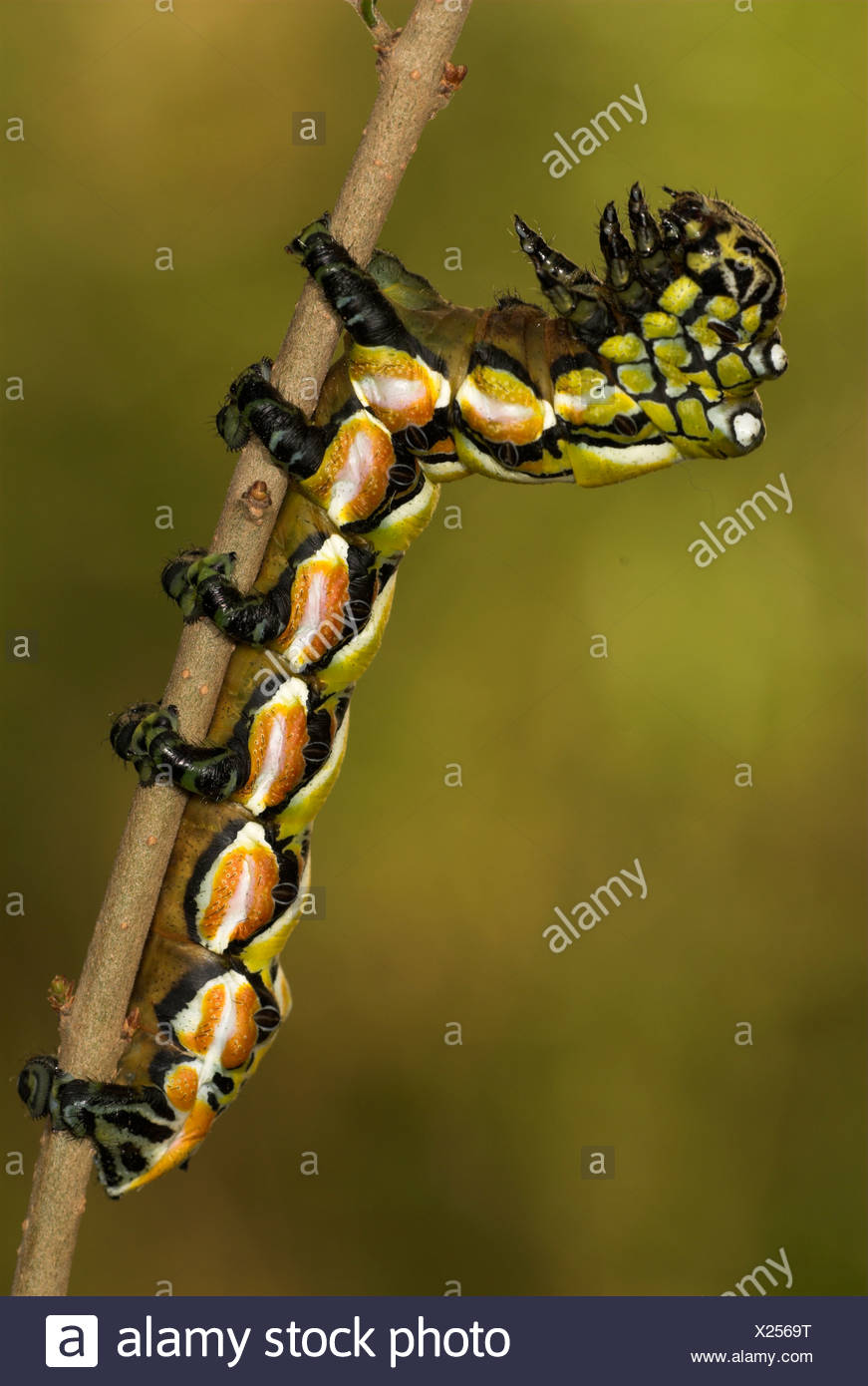 Brahmaea Hearseyi Moth Caterpillar High Resolution Stock Photography ...