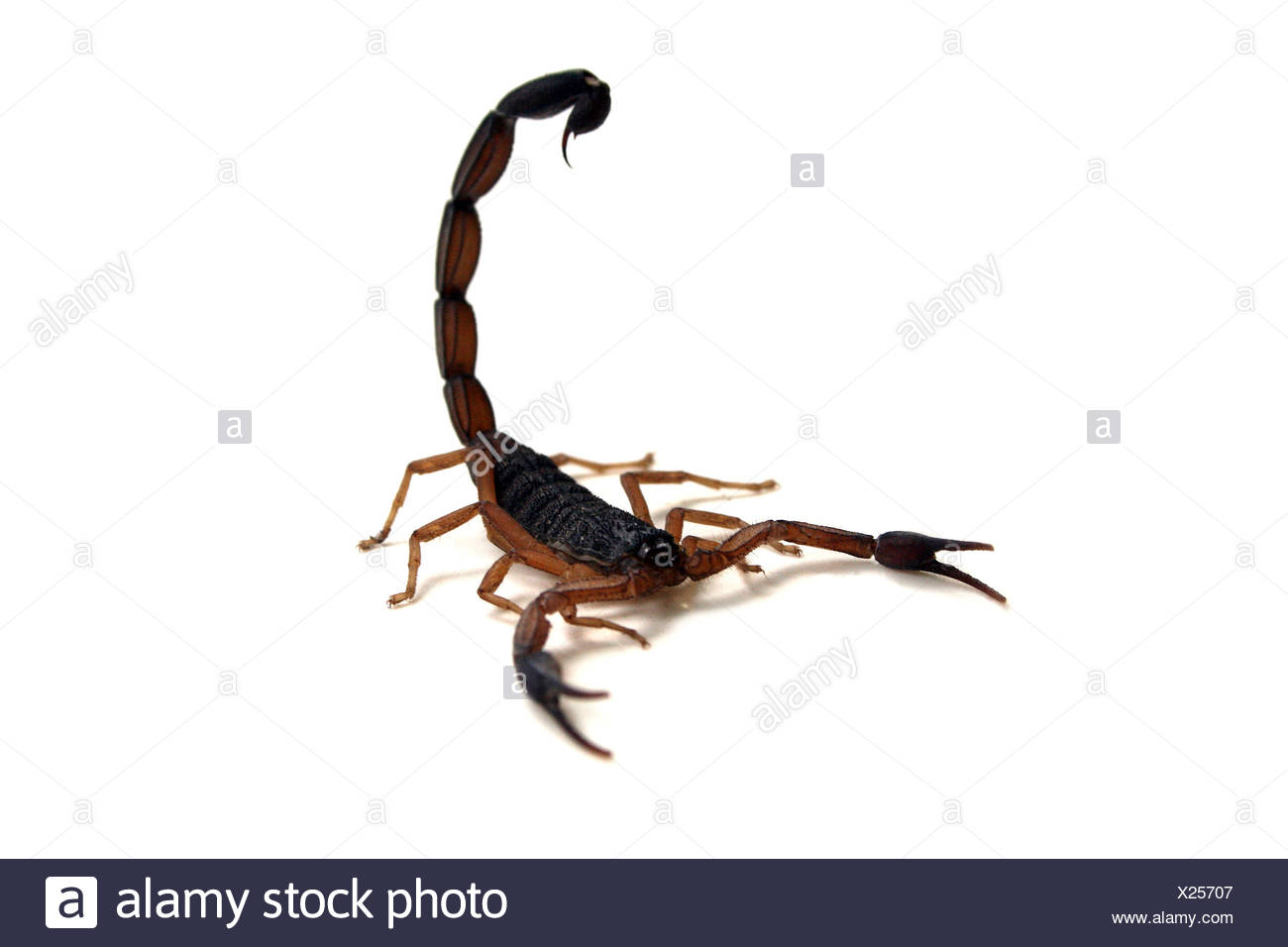 Scorpion Costa Rica Stock Photos & Scorpion Costa Rica Stock Images - Alamy