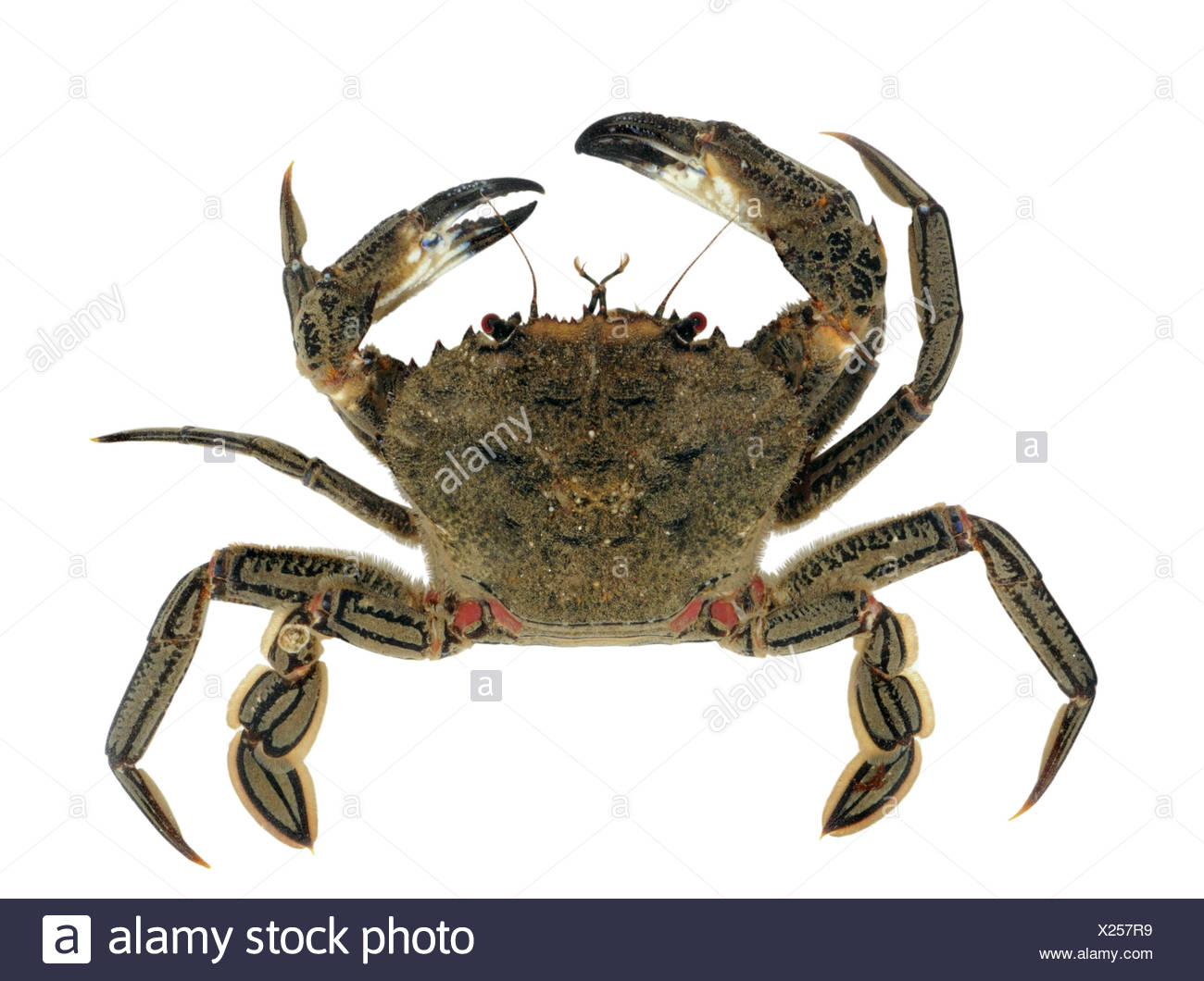 Velvet Swimming Crab High Resolution Stock Photography and Images - Alamy