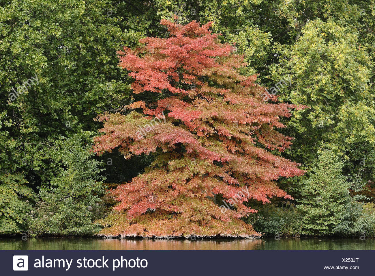 Canadian Maple Trees High Resolution Stock Photography and Images - Alamy