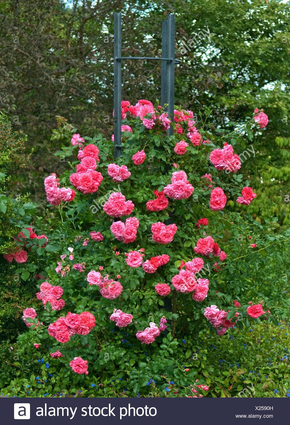 Rosa Rosarium Uetersen High Resolution Stock Photography and Images - Alamy