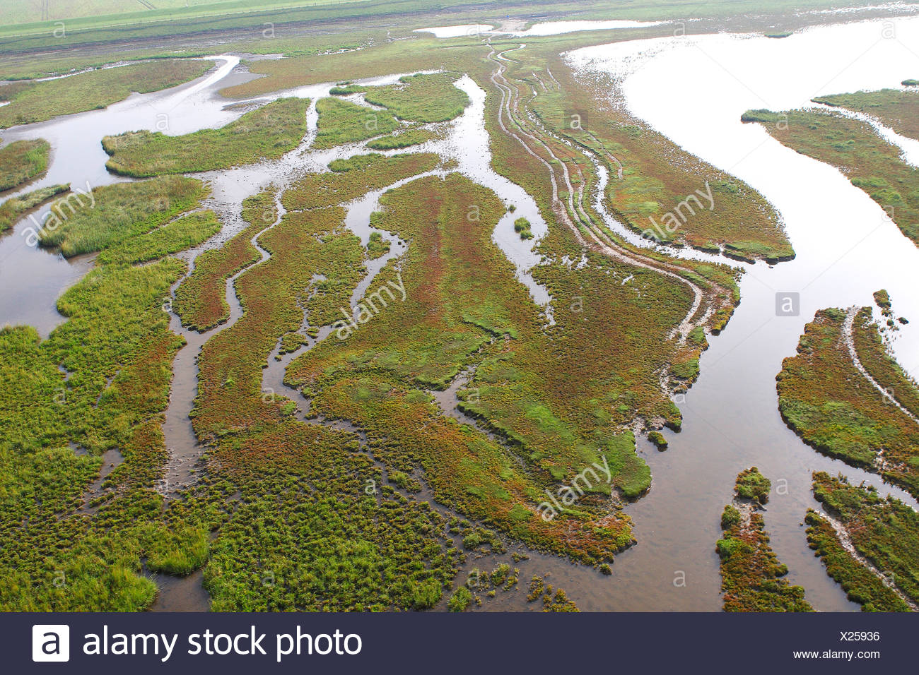 Brackish Habitats High Resolution Stock Photography and Images - Alamy