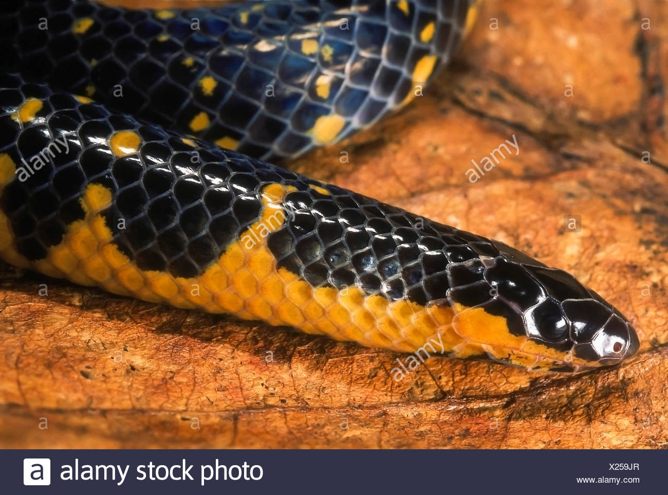 Scalation High Resolution Stock Photography and Images - Alamy