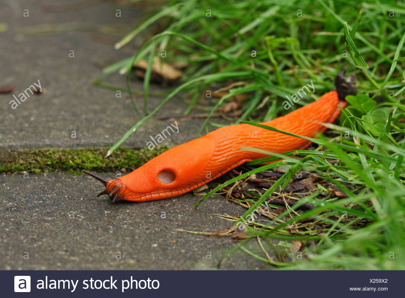 Macro Slug Shot High Resolution Stock Photography and Images - Alamy