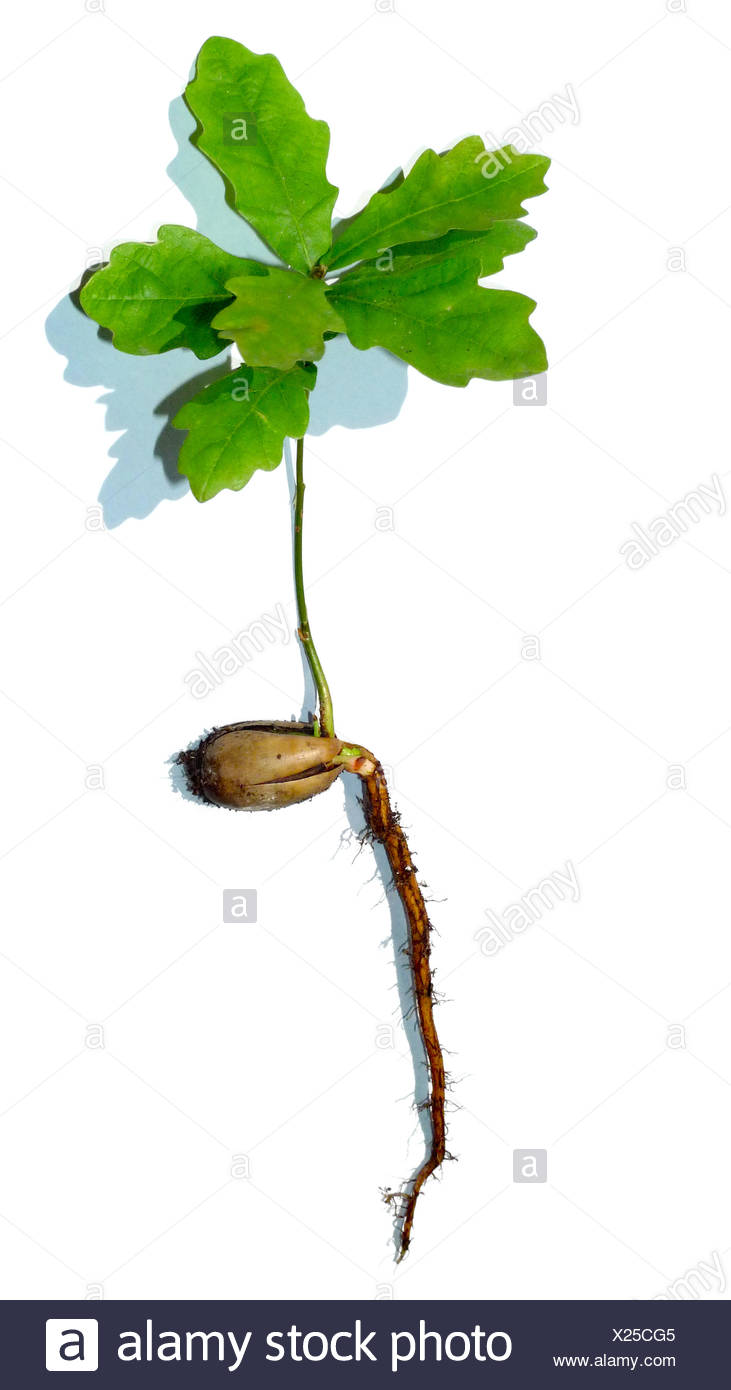 Tree With Roots Cutout Stock Photos & Tree With Roots Cutout Stock ...