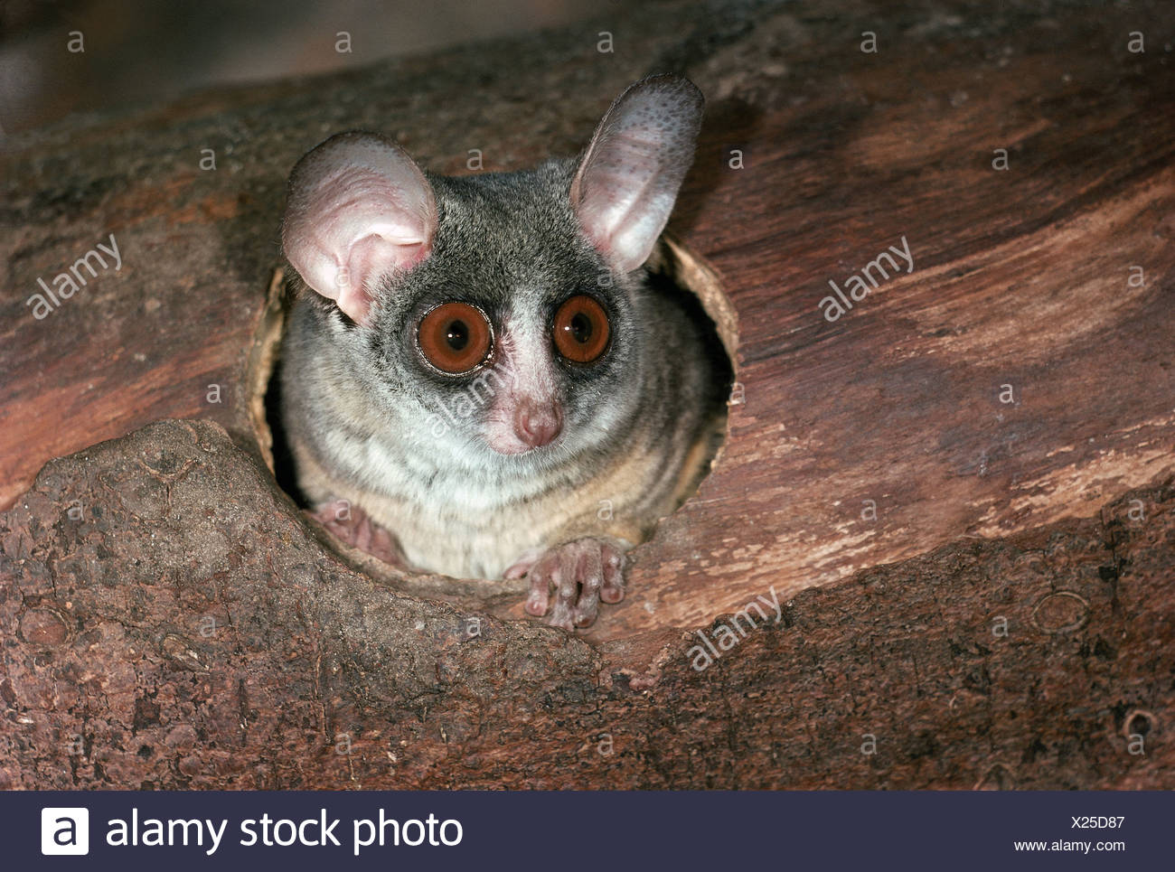 Nagapie High Resolution Stock Photography and Images - Alamy