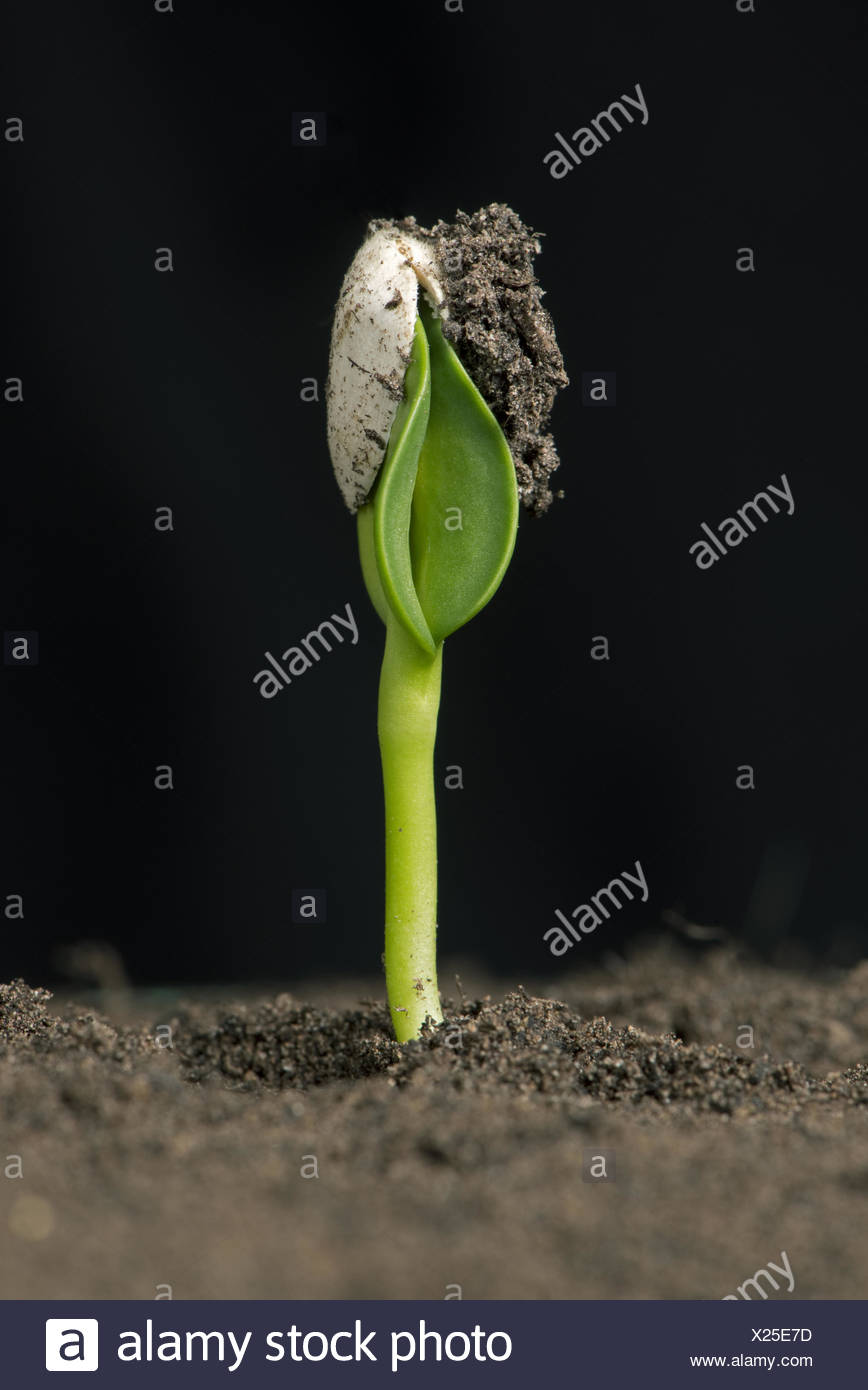Cotyledon Seed Germination High Resolution Stock Photography and Images ...