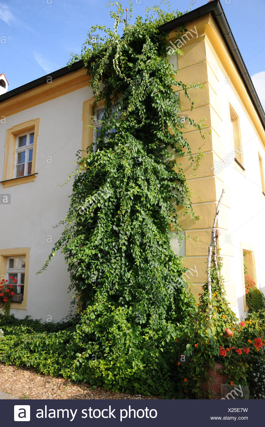 Staff Vine Stock Photos & Staff Vine Stock Images - Alamy