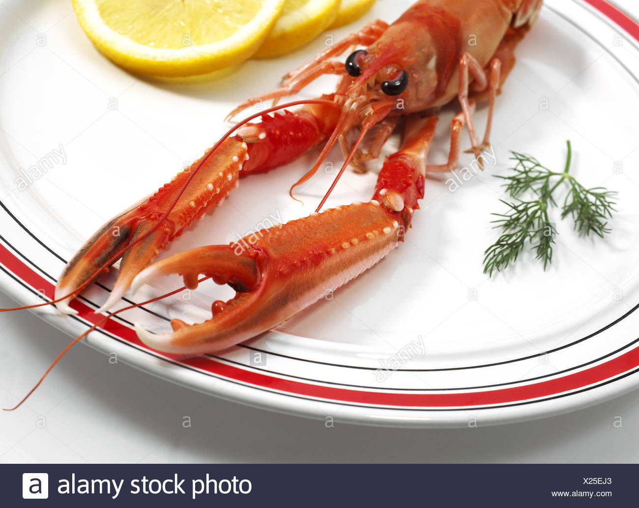 Single Prawn Plate High Resolution Stock Photography and Images - Alamy