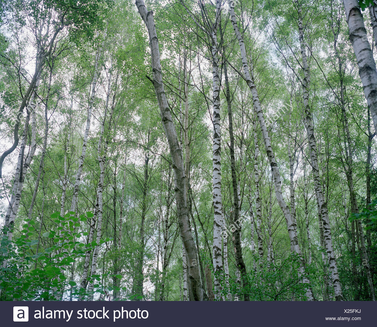 Birch Species High Resolution Stock Photography and Images - Alamy