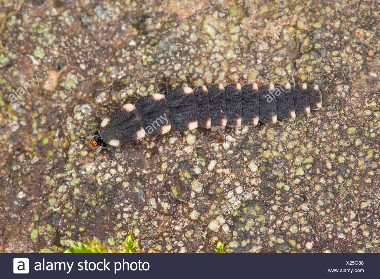 Glow Worm Beetle High Resolution Stock Photography and Images - Alamy