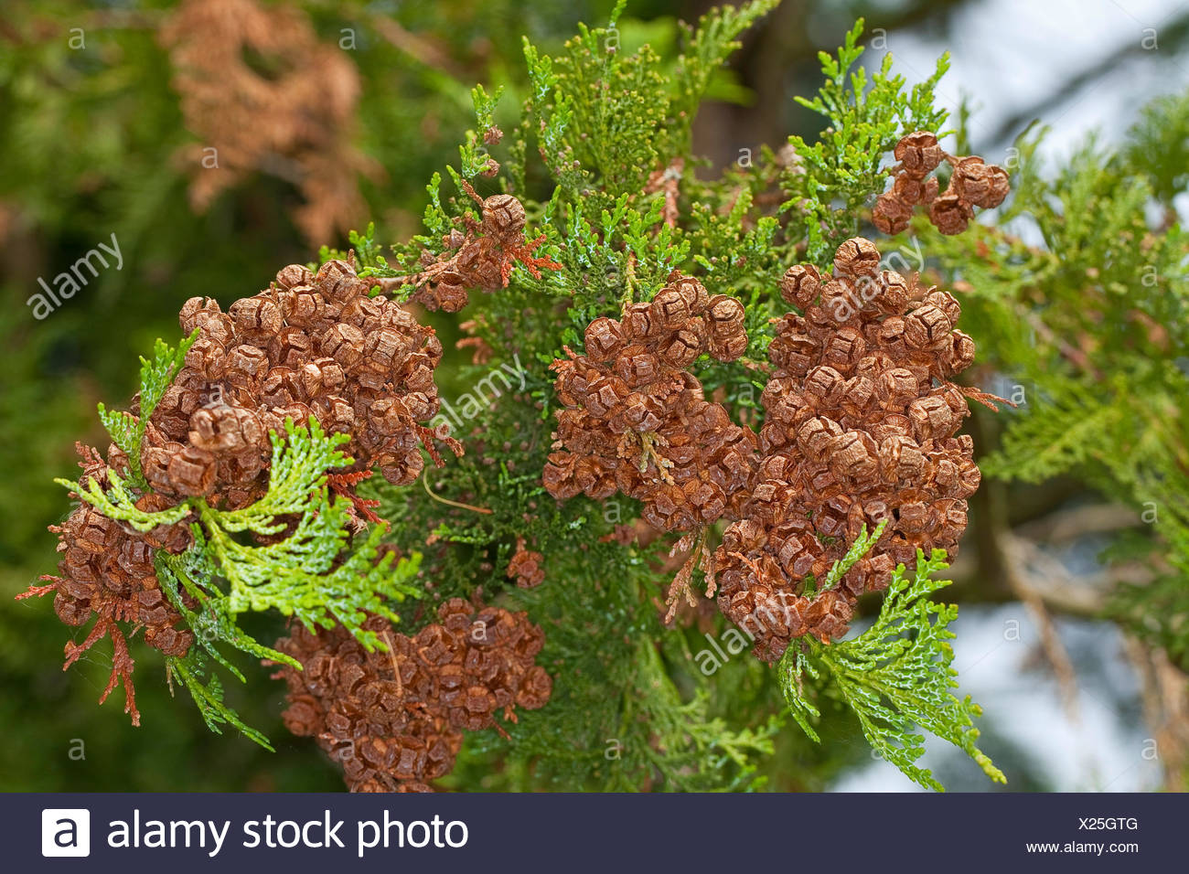 Hinoki Cypress Tree High Resolution Stock Photography and Images - Alamy