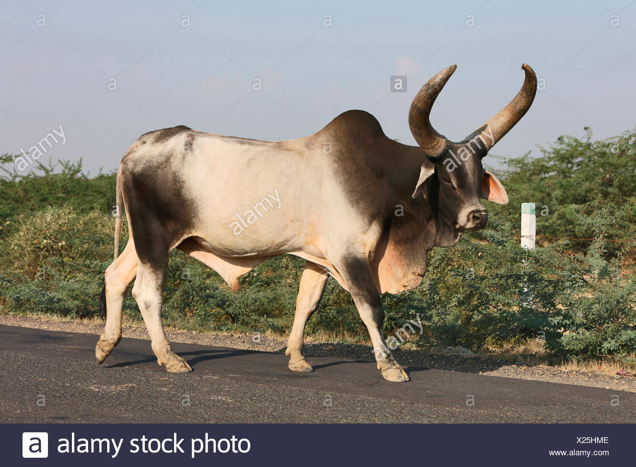 Big As An Ox High Resolution Stock Photography and Images - Alamy