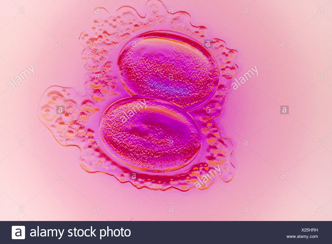 Blastula Embryo High Resolution Stock Photography and Images - Alamy