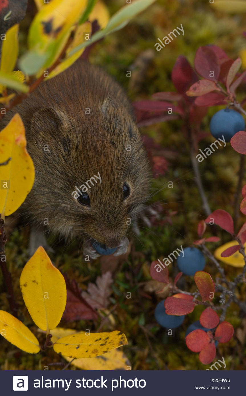 Red Backed Vole Stock Photos & Red Backed Vole Stock Images - Alamy