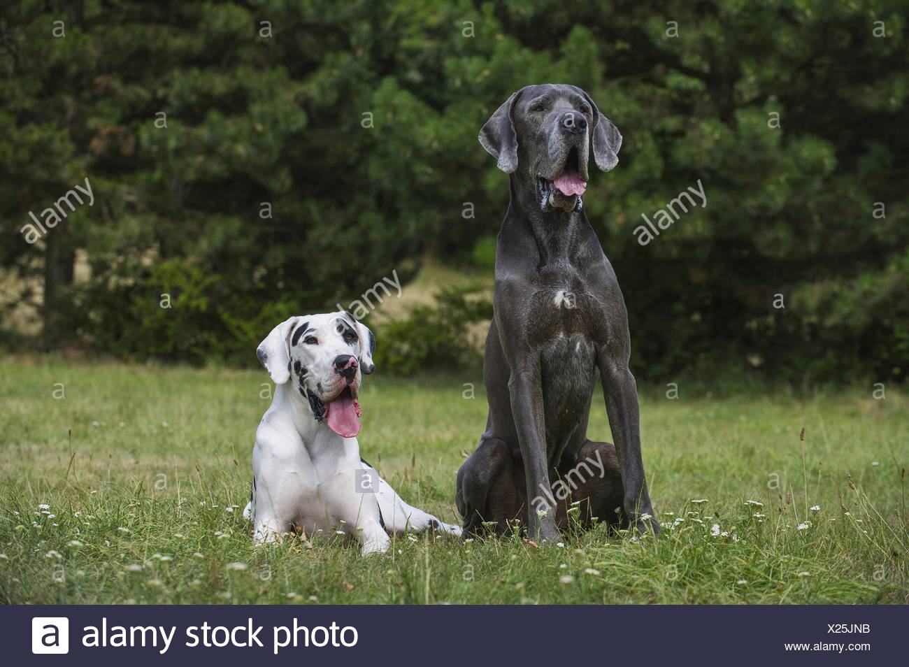 Danes Stock Photos & Danes Stock Images - Alamy
