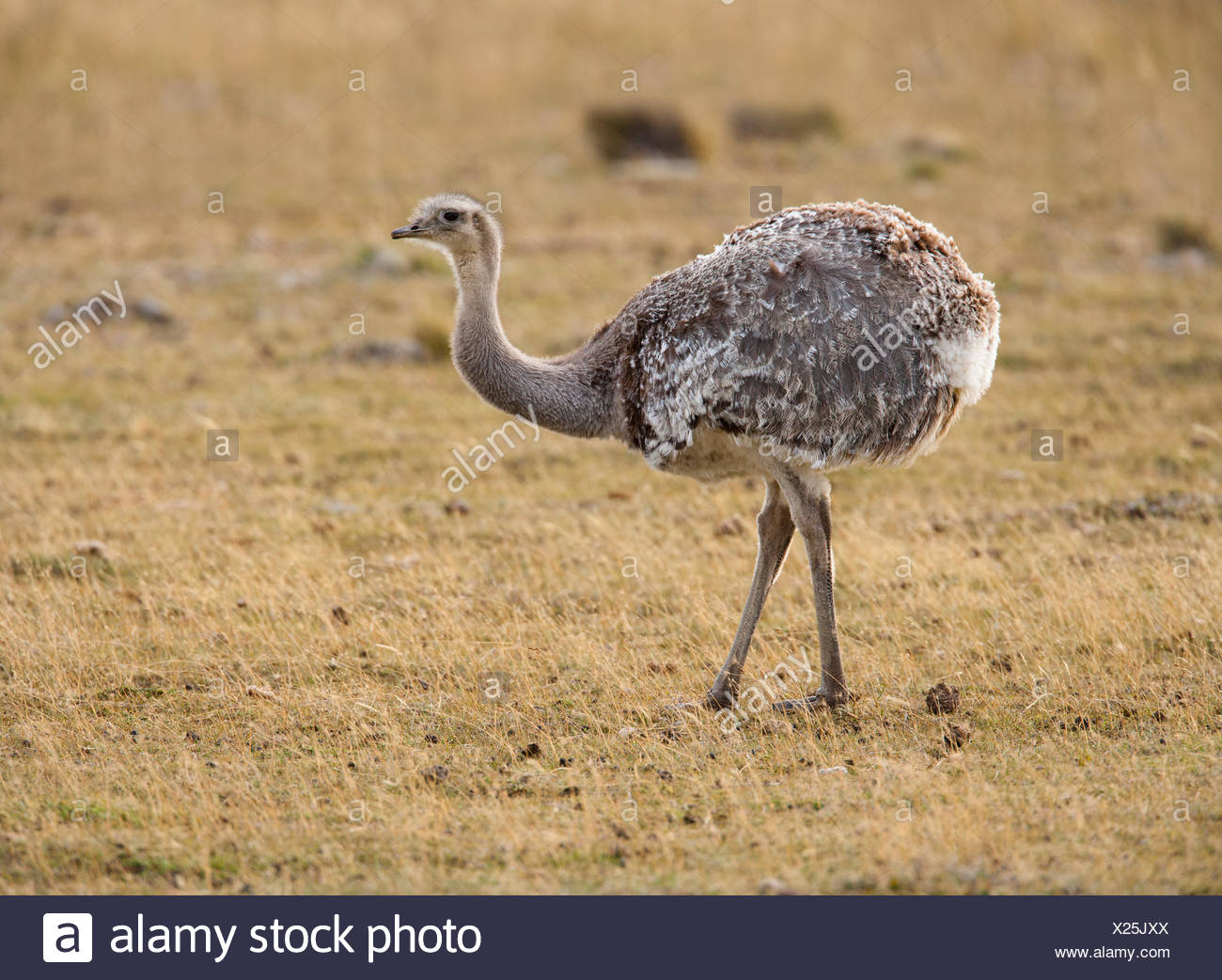 Lesser Rhea High Resolution Stock Photography and Images - Alamy
