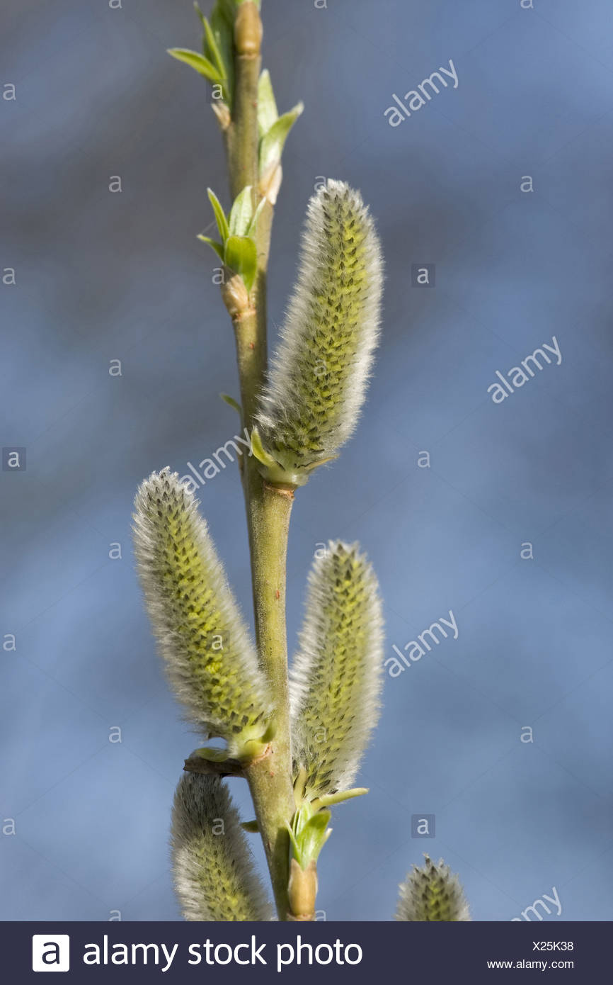 Common Osier Willow Salix Viminalis High Resolution Stock Photography ...