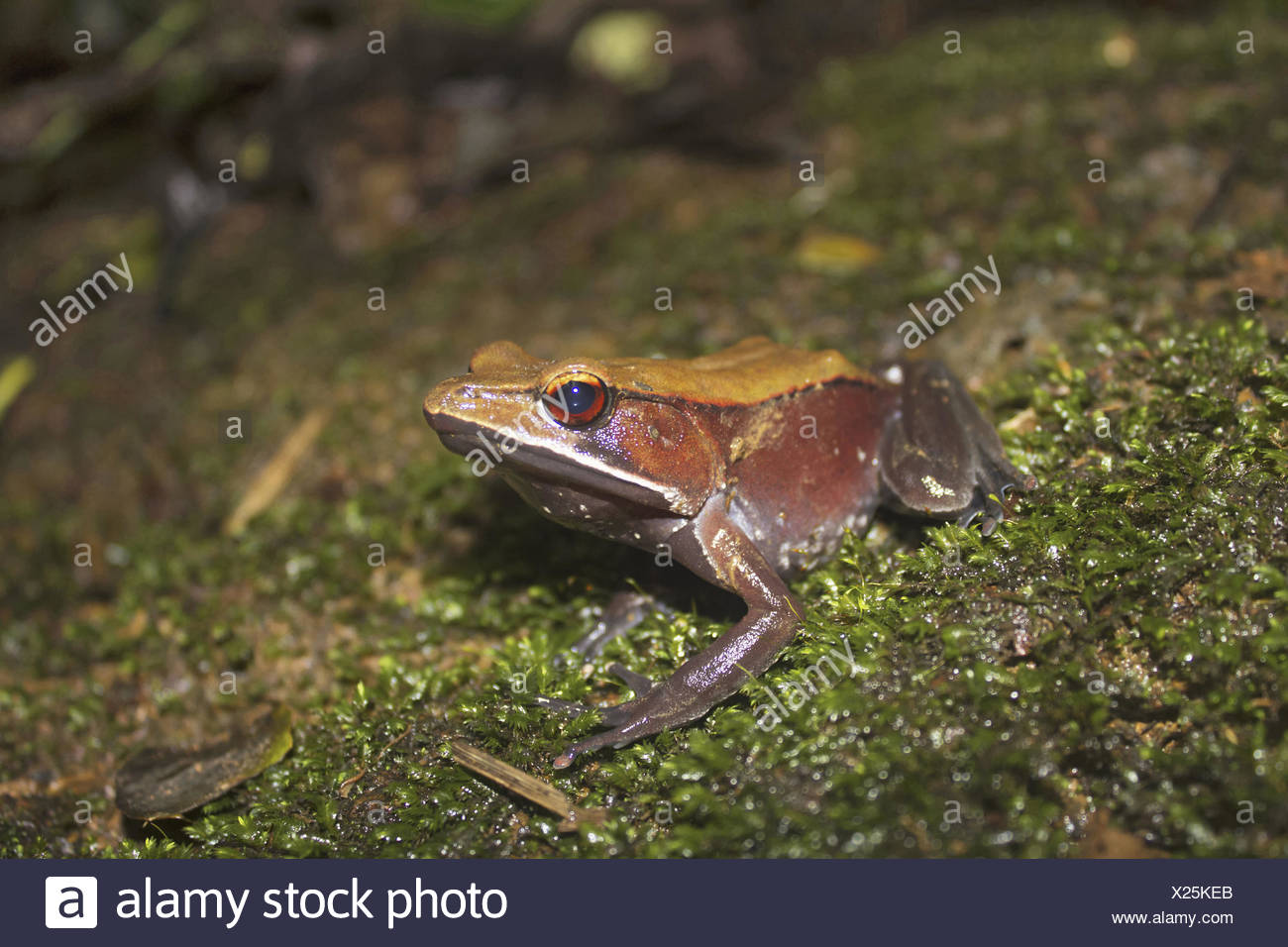 India Wildlife Sanctuary High Resolution Stock Photography and Images ...