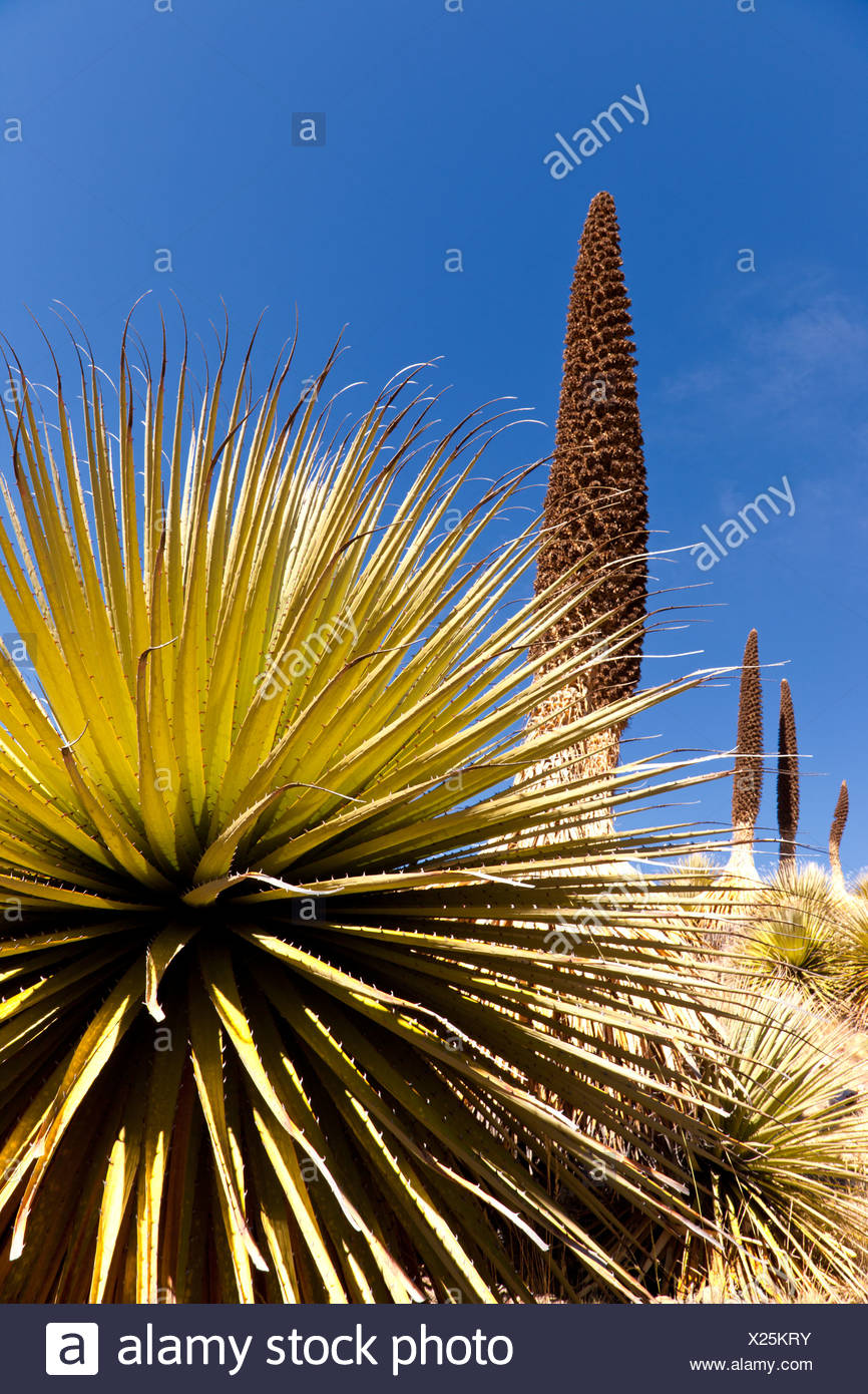 Puya Bromeliad Stock Photos & Puya Bromeliad Stock Images - Alamy