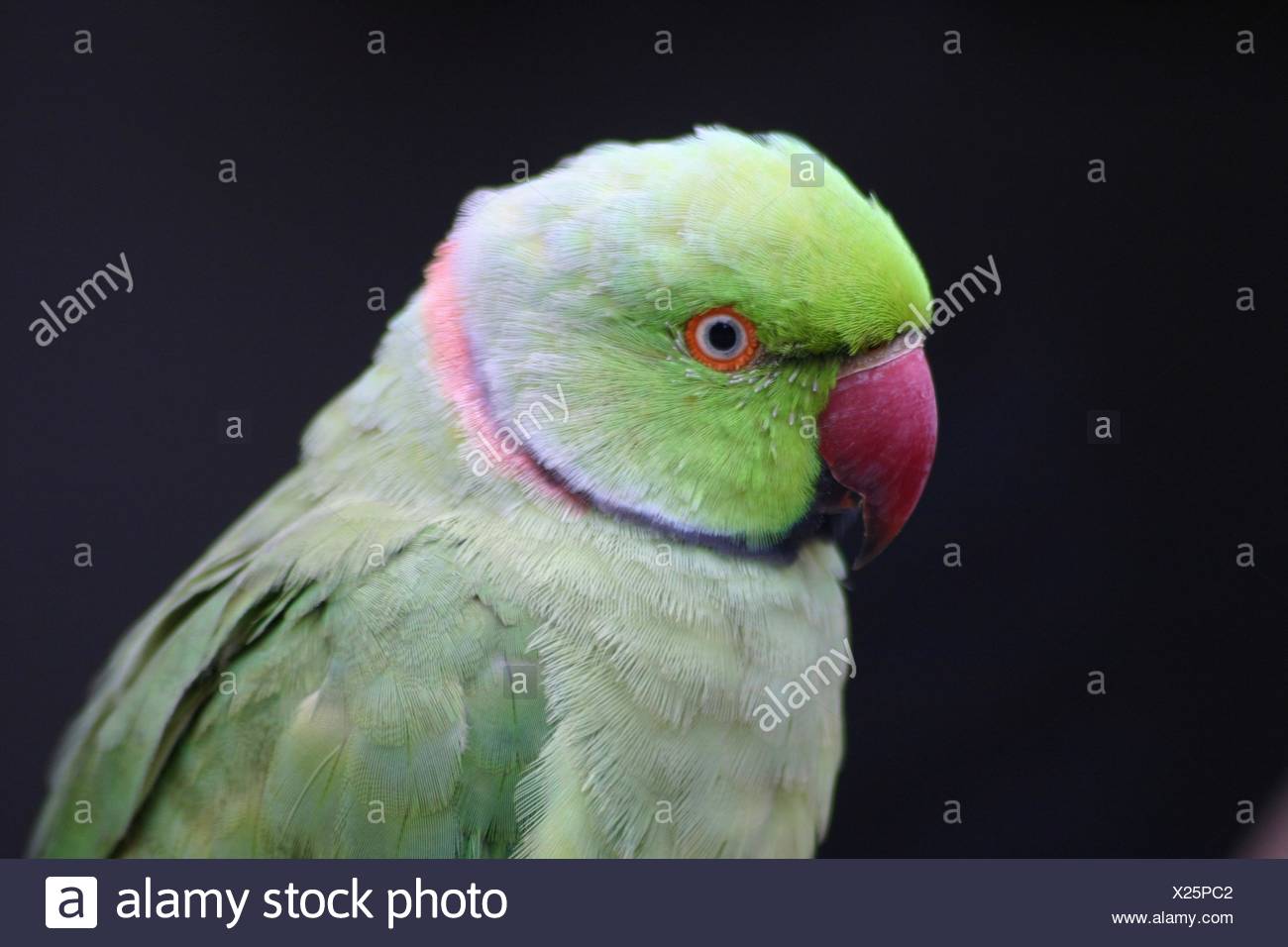 Pet Parakeet High Resolution Stock Photography and Images - Alamy