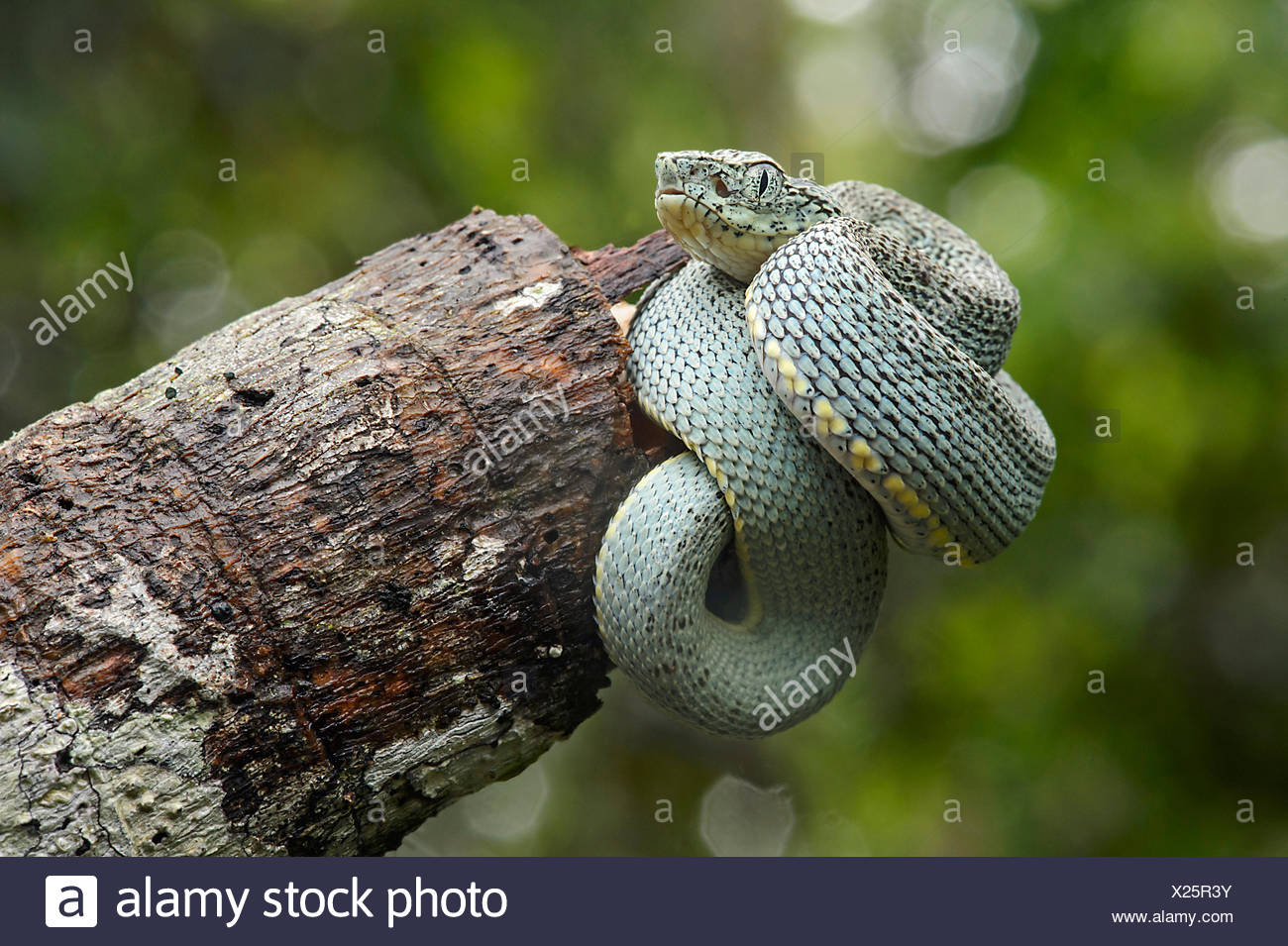 Amazon Rainforest Viper High Resolution Stock Photography and Images ...
