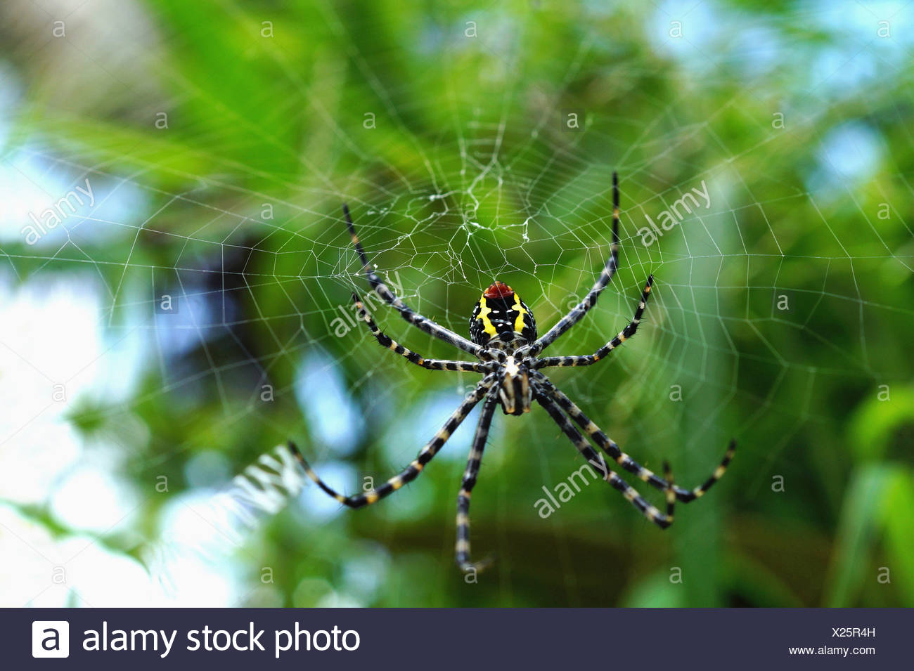 Golden Orb Weaving Spider High Resolution Stock Photography and Images ...