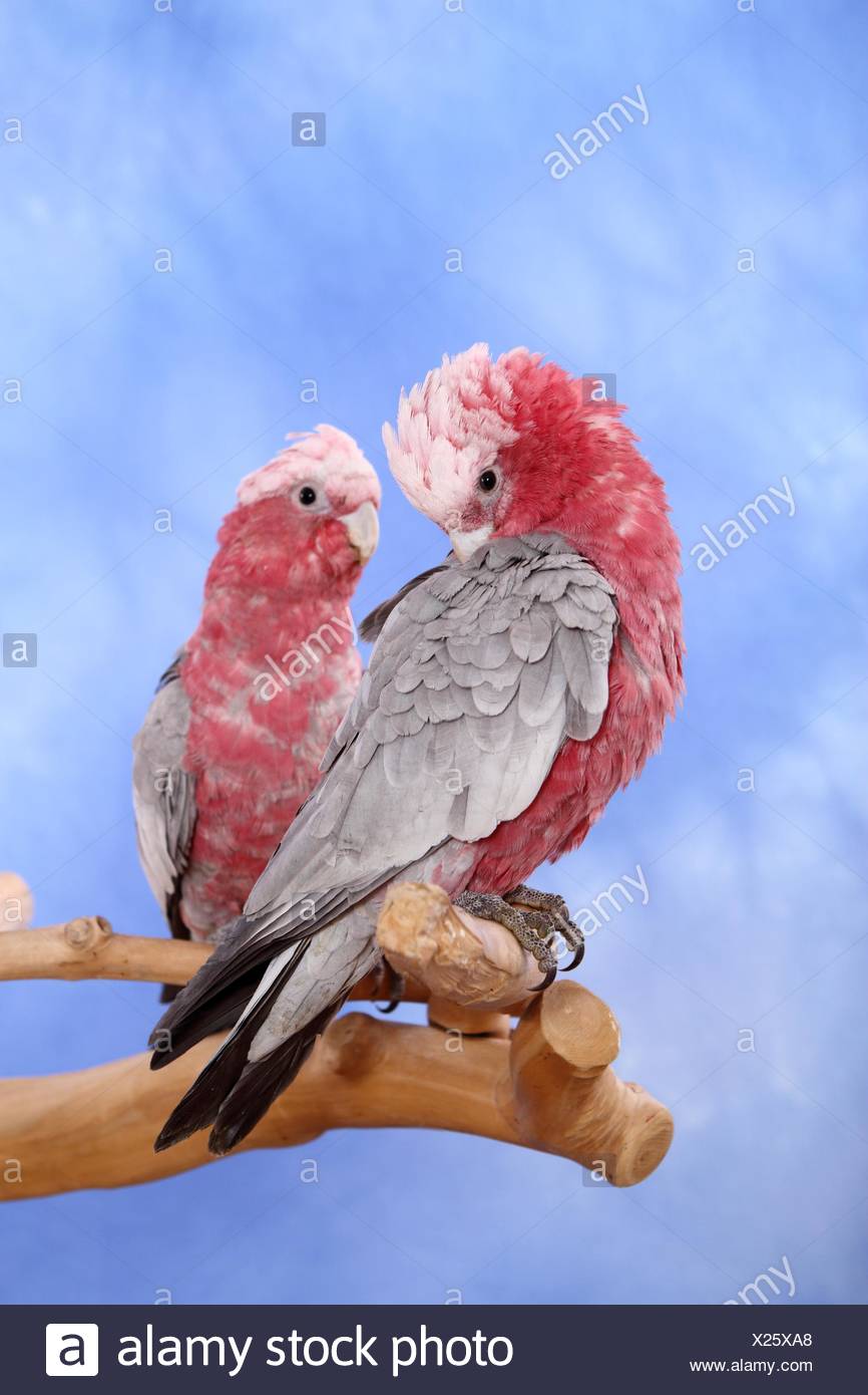 Grey And Pink Cockatoo High Resolution Stock Photography and Images - Alamy
