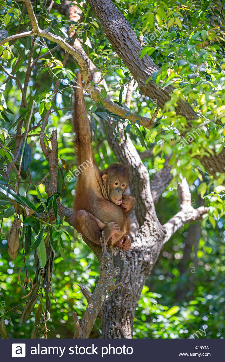 Orangutan Nest High Resolution Stock Photography and Images - Alamy
