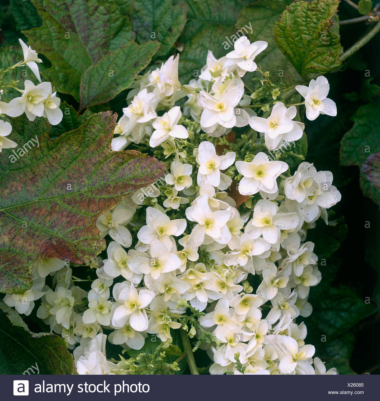 Hydrangea Quercifolia Snowflake High Resolution Stock Photography and ...