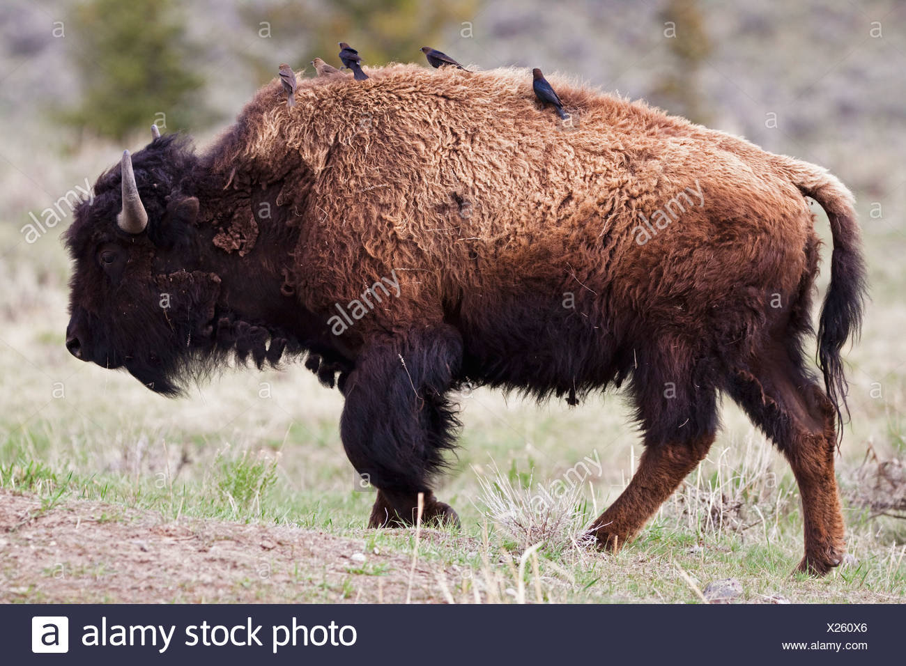 Bison Bird High Resolution Stock Photography and Images - Alamy