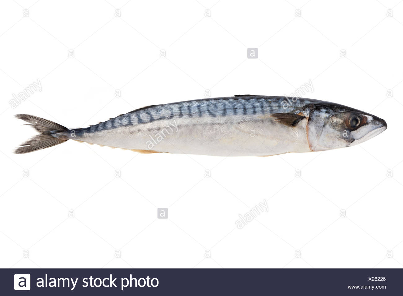 Atlantic Mackerel Fish Stock Photos & Atlantic Mackerel Fish Stock ...