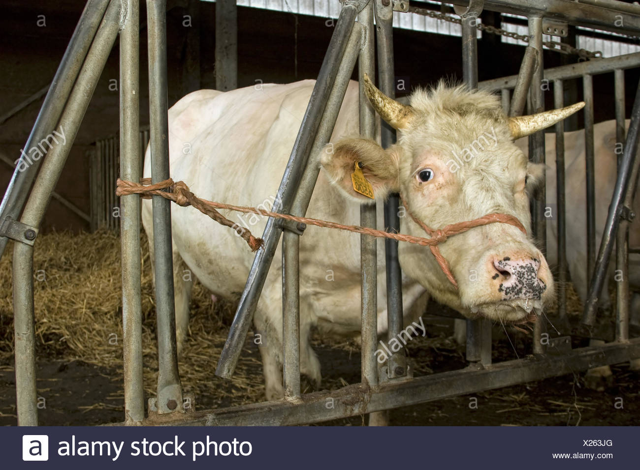 Cow Tied High Resolution Stock Photography and Images - Alamy