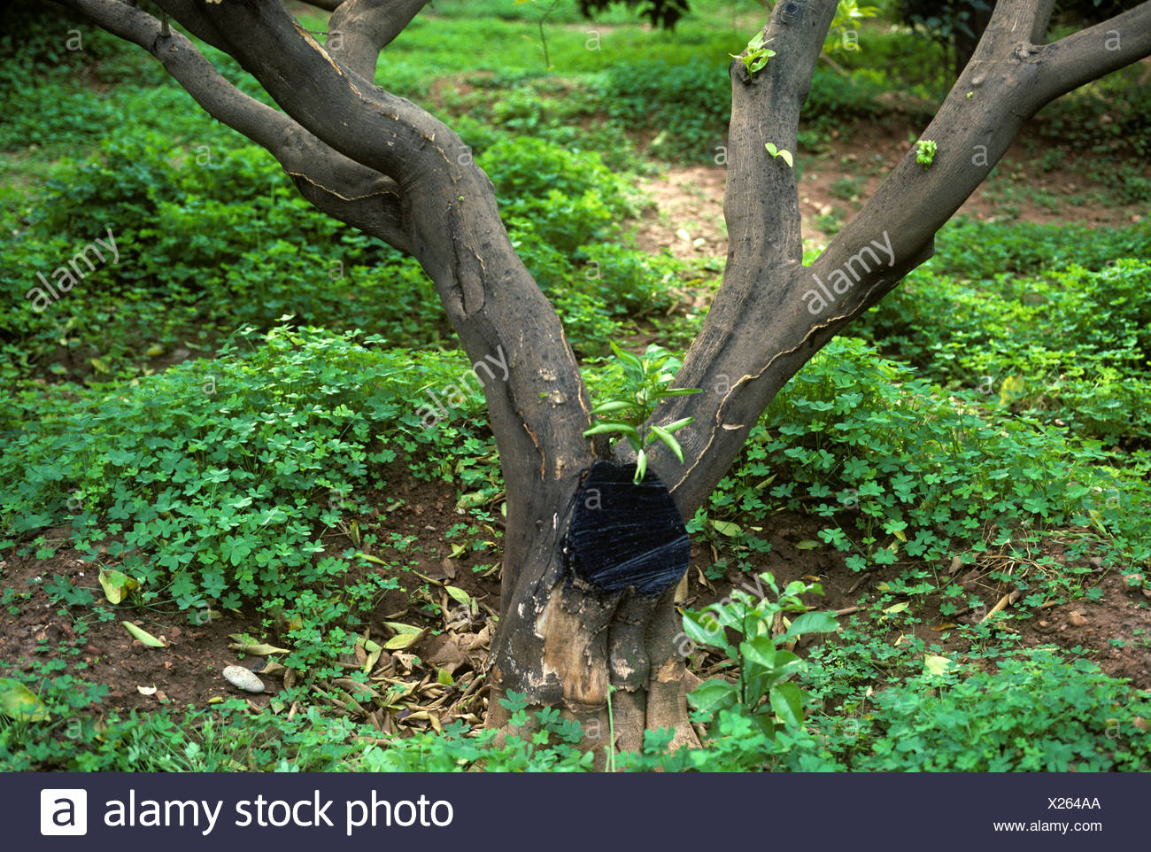 Phytophthora Root Rot High Resolution Stock Photography and Images - Alamy