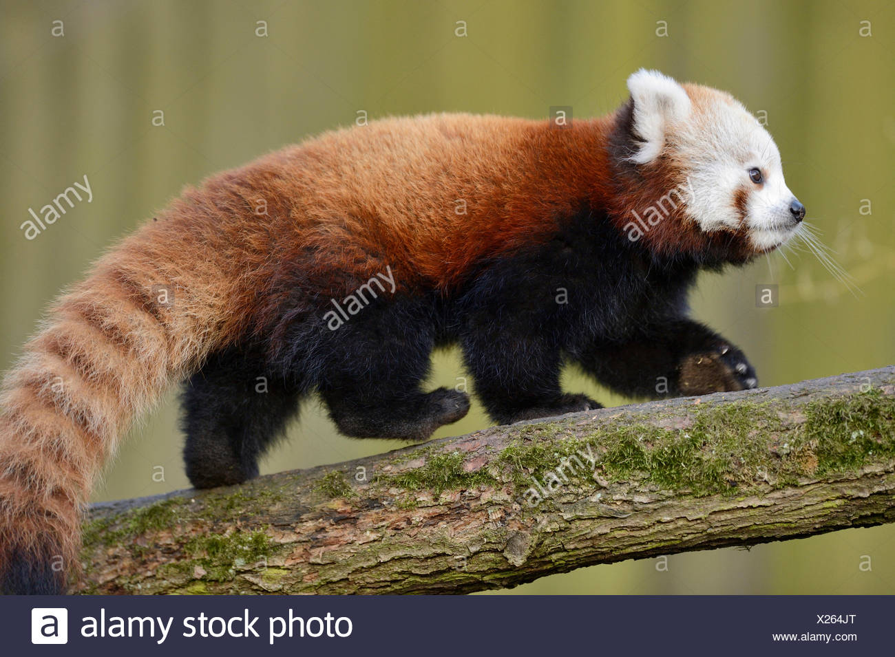 Red Panda Babies High Resolution Stock Photography and Images - Alamy