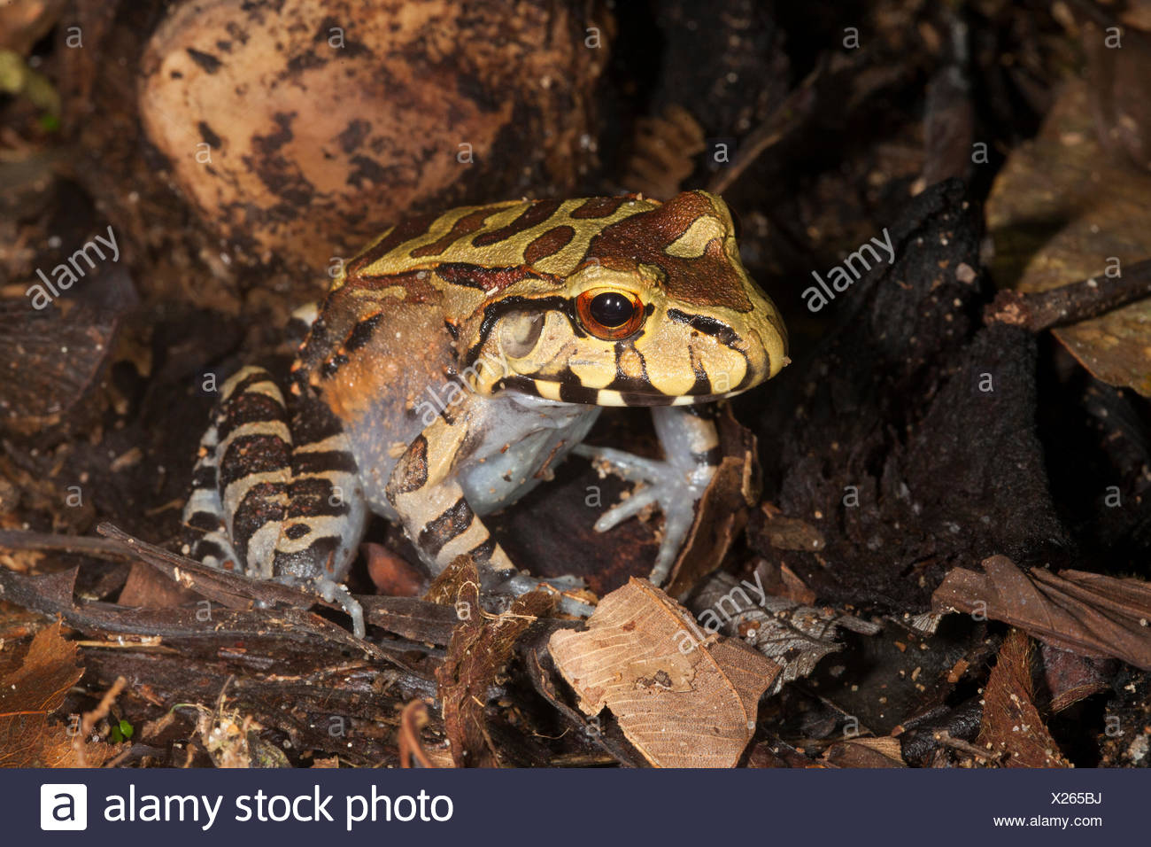 Amazonian Stock Photos & Amazonian Stock Images - Alamy