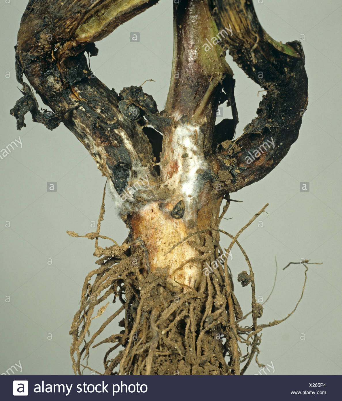 Sclerotium Stock Photos & Sclerotium Stock Images - Alamy