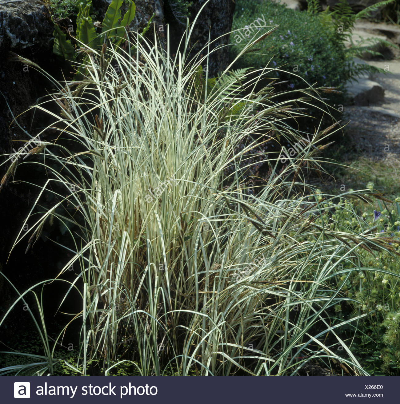 Carex Riparia Variegata High Resolution Stock Photography and Images ...