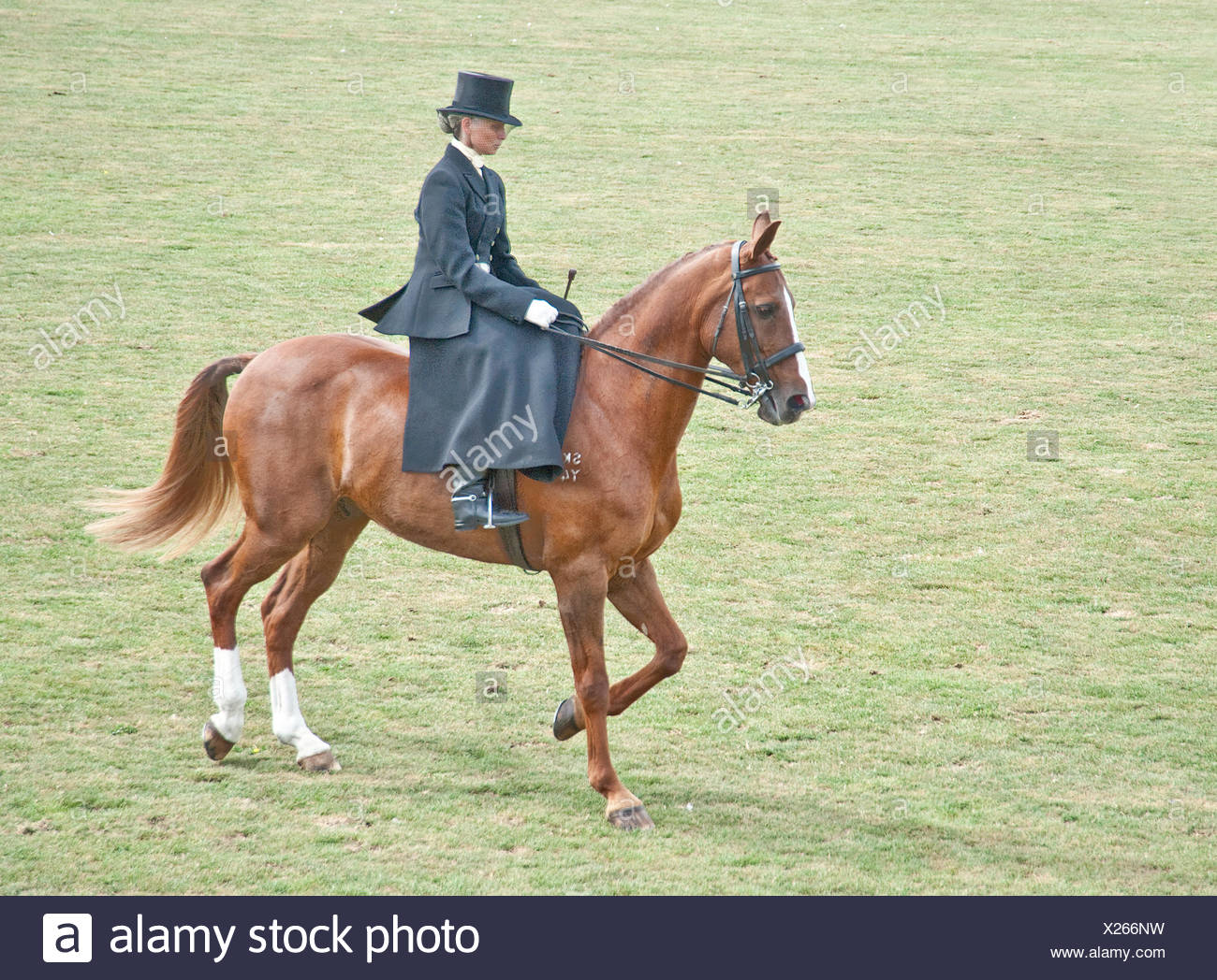 Side Saddle Lady Rider Stock Photos & Side Saddle Lady Rider Stock ...
