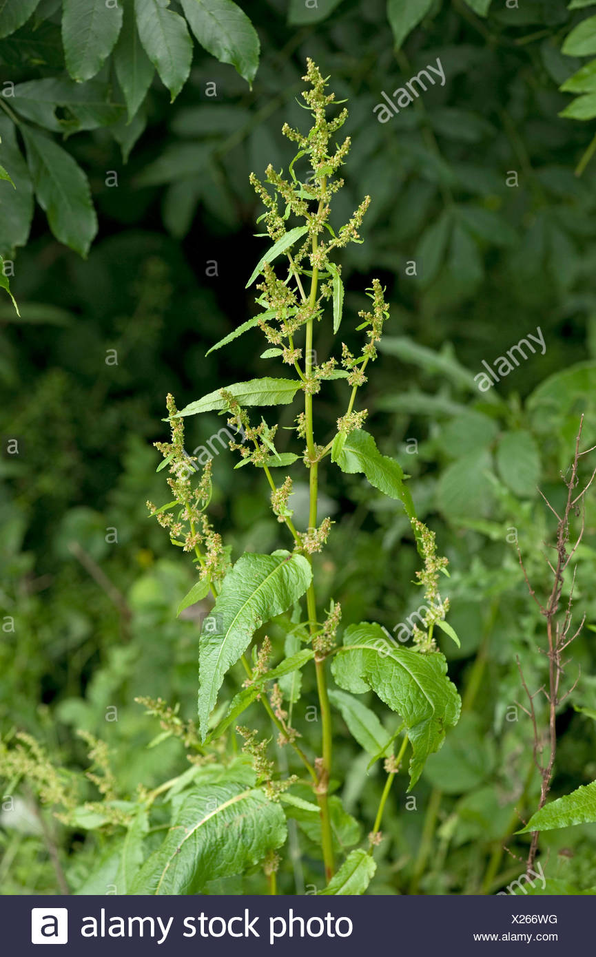 Dock Weed Stock Photos & Dock Weed Stock Images - Alamy