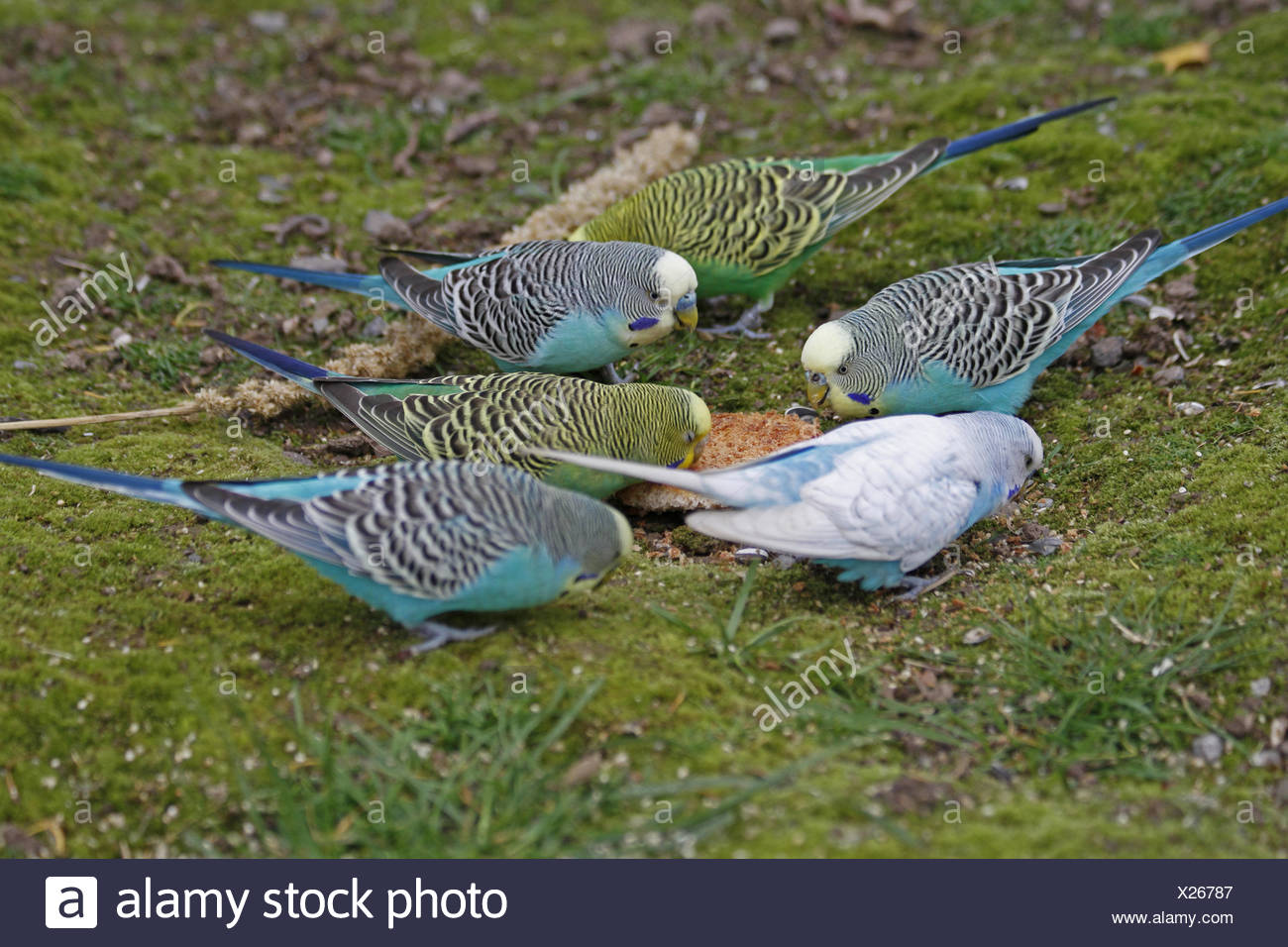 Budgerigars Stock Photos & Budgerigars Stock Images - Alamy