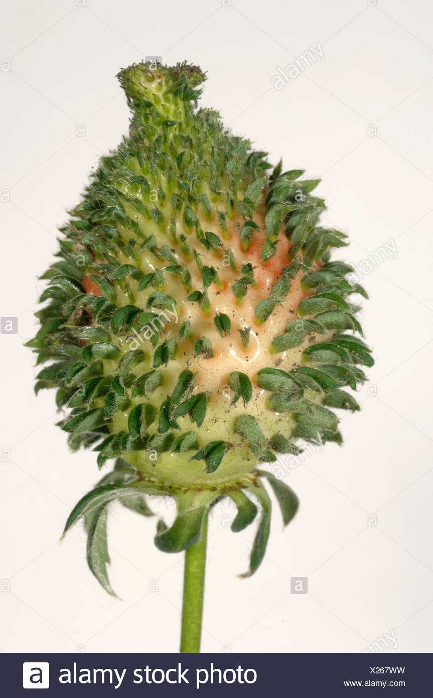 Phytoplasmal Stock Photos & Phytoplasmal Stock Images - Alamy