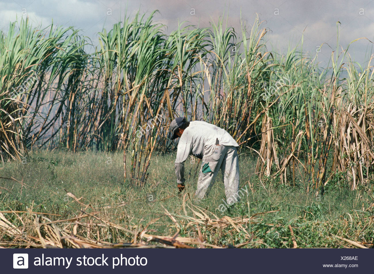Brazil Sugar Cane High Resolution Stock Photography and Images - Alamy