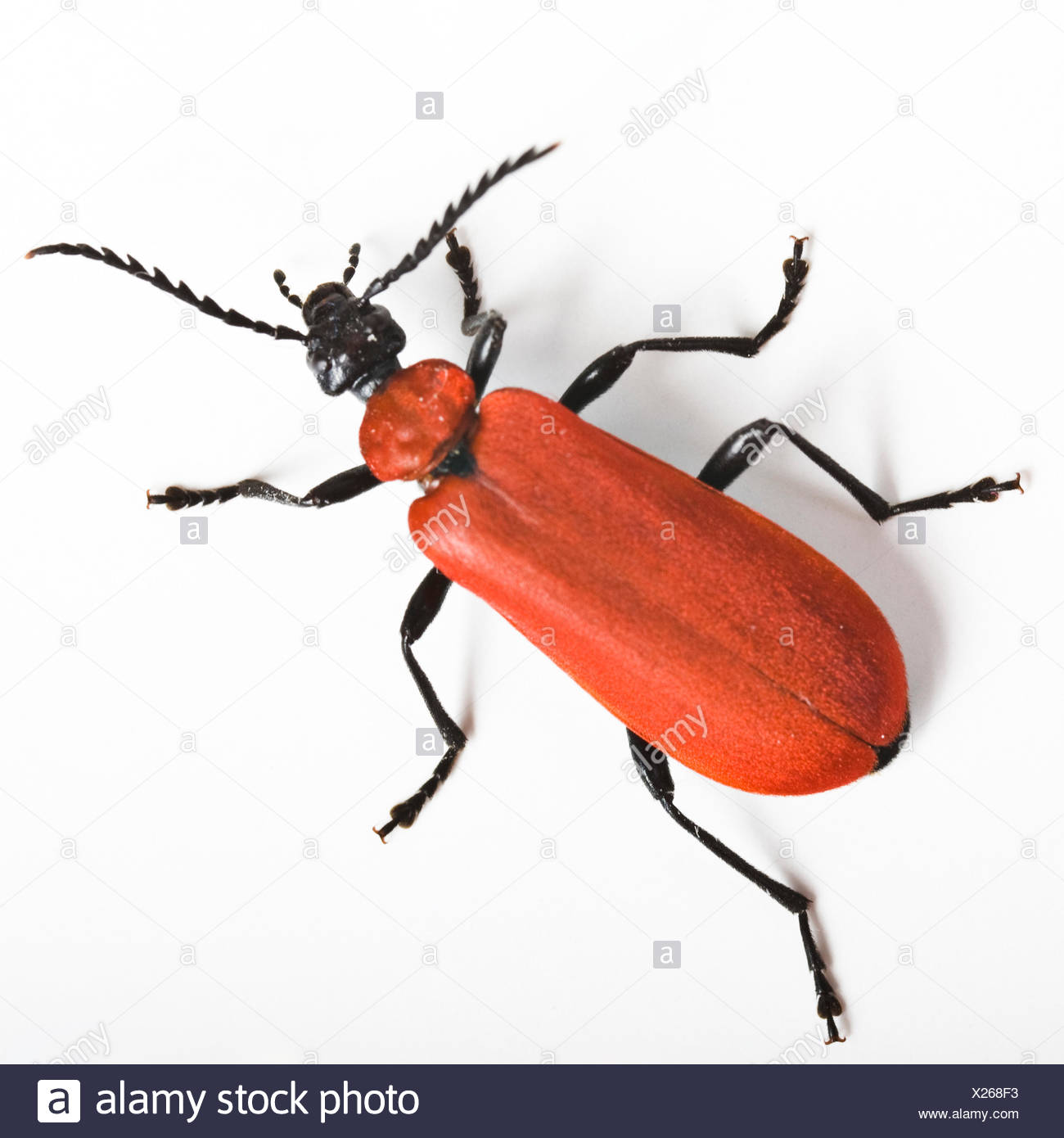 Scarlet Fire Beetle Stock Photos & Scarlet Fire Beetle Stock Images - Alamy
