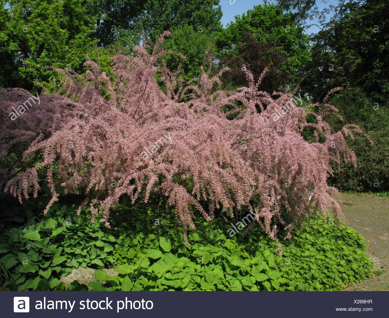 Tamarisk Bushes High Resolution Stock Photography and Images - Alamy