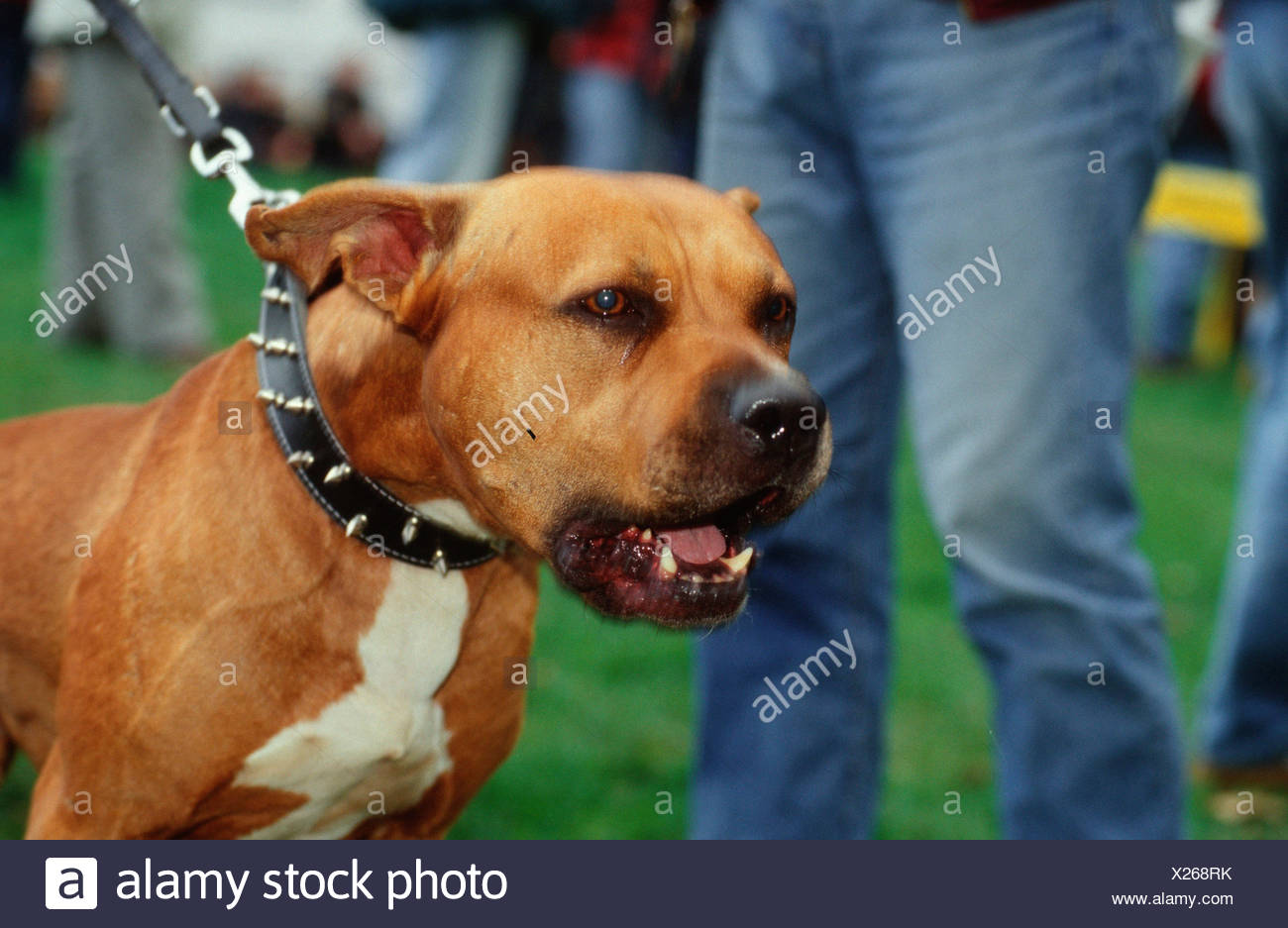 Pit Bull Dog Aggressive Stock Photos & Pit Bull Dog Aggressive Stock ...